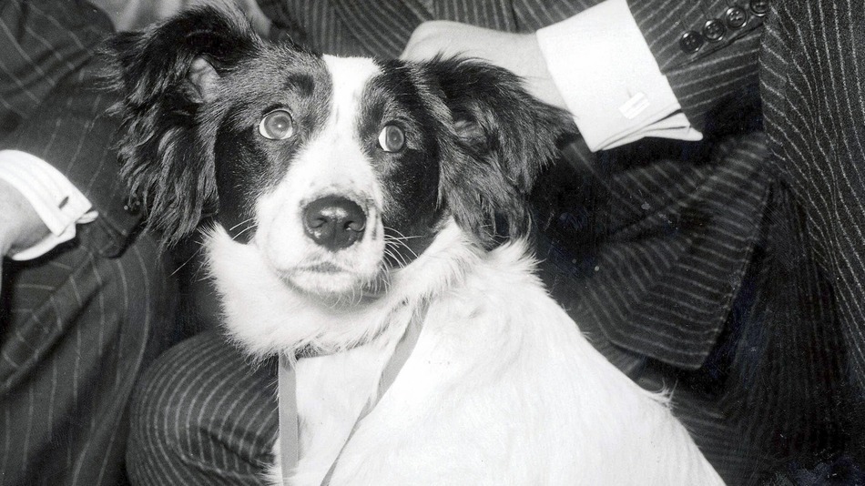 Pickles The Dog That Saved The World Cup Puppy Leaks