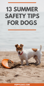 13 Summer Safety Tips for Dogs - Puppy Leaks