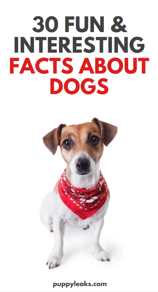 30 Interesting Facts About Dogs Puppy Leaks 30 Interesting Facts About Dogs Puppy Leaks