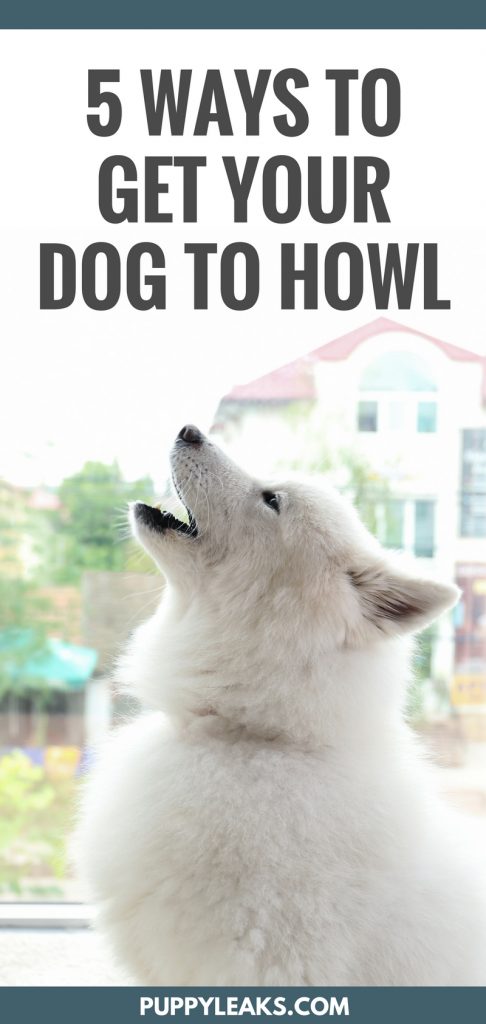 Dog Howling: 5 Easy Ways to Make Your Dog Howl - Puppy Leaks