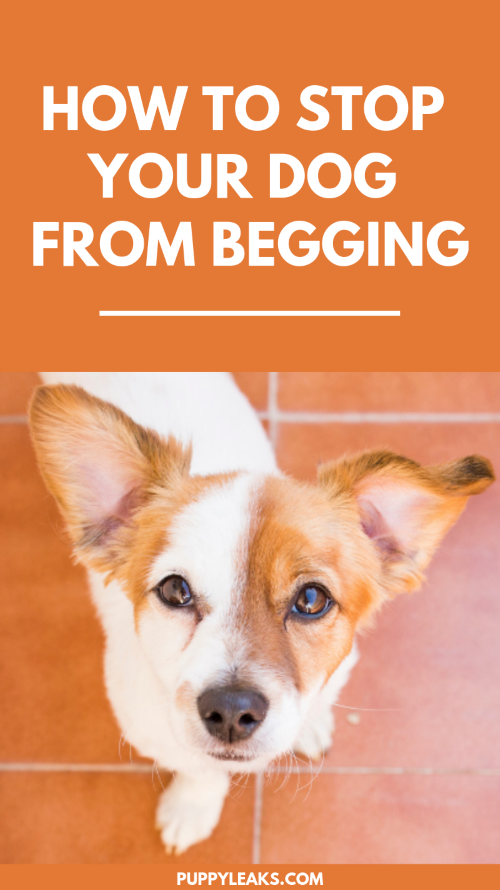 3 Easy Ways to Stop Your Dog From Begging - Puppy Leaks
