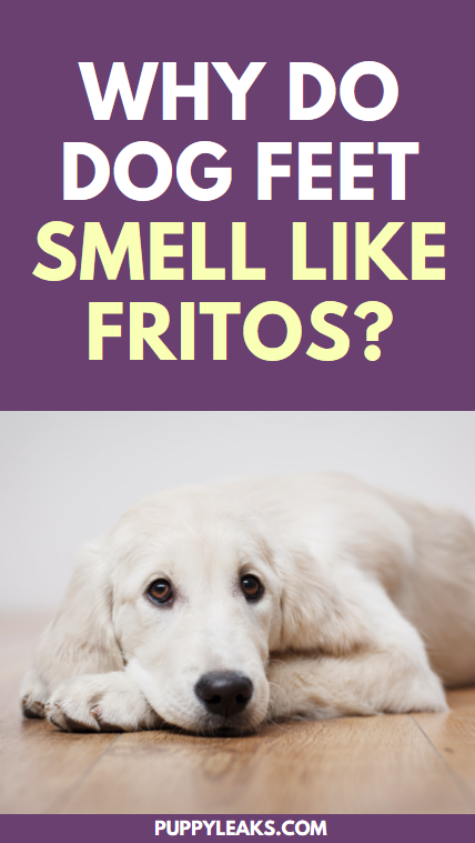 Why Do Dog Feet Smell Like Fritos? - Puppy Leaks