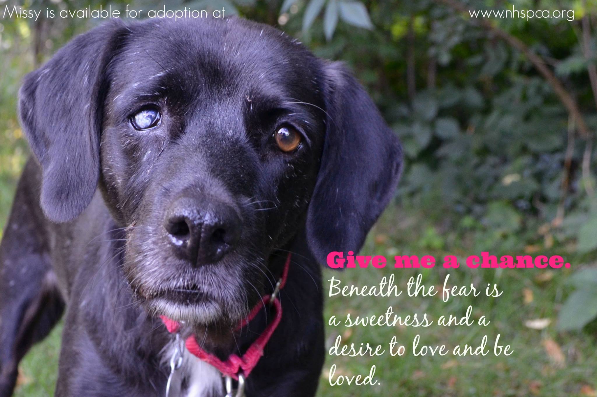 6 Tips For Effective Animal Networking - Puppy Leaks