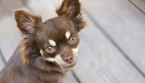 Clingy Dogs: Is Your Dog a Velcro Dog? - Puppy Leaks