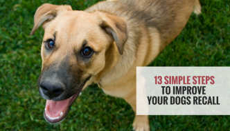 13 Simple Steps to Improve Your Dogs Recall - Puppy Leaks
