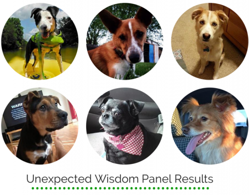Unexpected Wisdom Panel Results - October Edition - Puppy Leaks