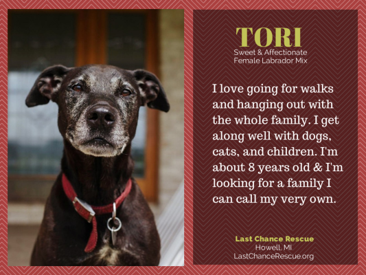 6 Tips For Effective Animal Networking - Puppy Leaks