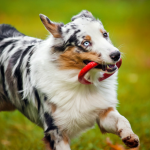 Clingy Dogs: Is Your Dog a Velcro Dog? - Puppy Leaks