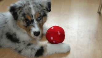 How to Teach Your Dog to Catch - Puppy Leaks