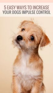 5 Ways to Increase Your Dogs Impulse Control - Puppy Leaks