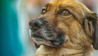 Can Your Dog Tell When You're Lying? - Puppy Leaks