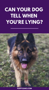 Can Your Dog Tell When You're Lying? - Puppy Leaks
