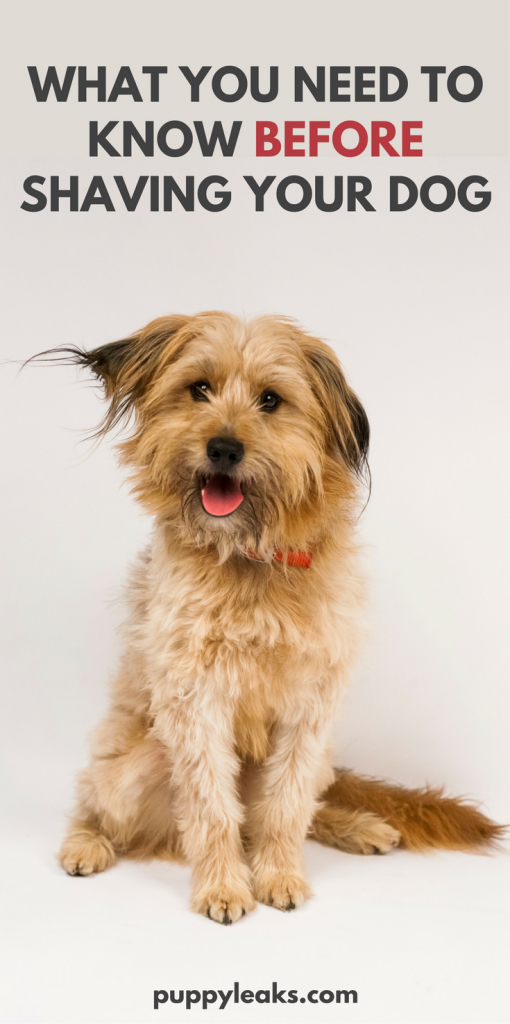 What You Need to Know Before Shaving Your Dog - Puppy Leaks