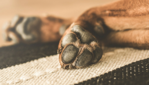 5 Ways to Stop Your Dogs Nail From Bleeding - Puppy Leaks