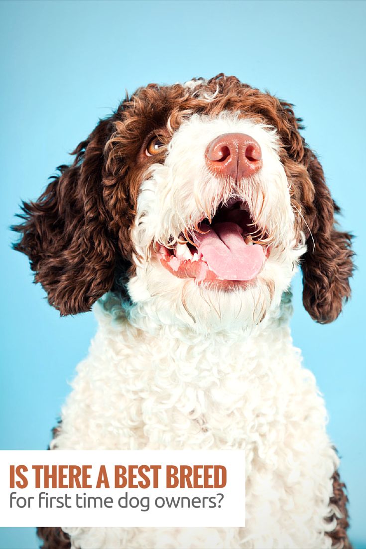 Is There Really a Best Breed For First Time Dog Owners? - Puppy Leaks