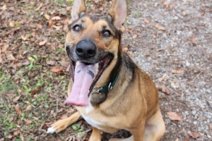 Do Yourself a Favor and Teach Your Dog to Chase Bubbles - Puppy Leaks