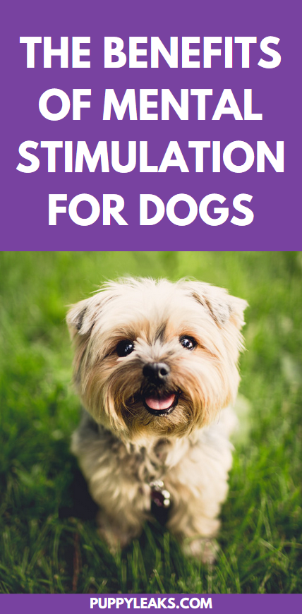 The Importance of Adding Mental Exercise to Your Dogs Routine - Puppy Leaks