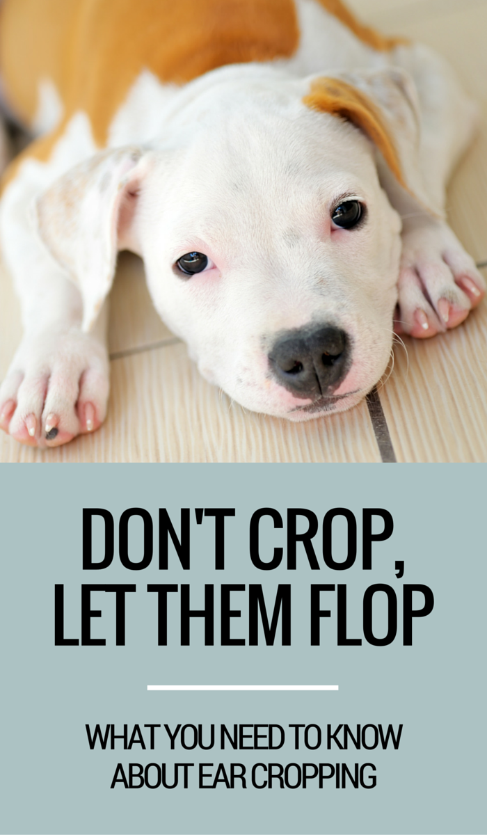 What You Need to Know About Ear Cropping - Puppy Leaks
