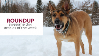 Roundup 72: Favorite Dog Articles & Videos of the Week - Puppy Leaks