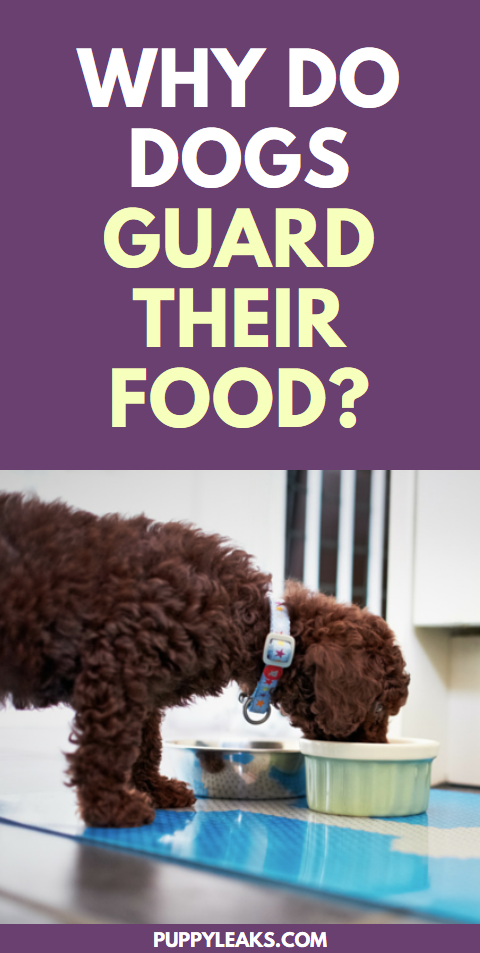 Why Do Dogs Guard Their Food? - Puppy Leaks