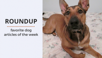 Roundup 78: Favorite Dog Articles & Videos of the Week - Puppy Leaks