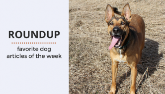 Roundup 80: Favorite Dog Articles & Videos of the Week - Puppy Leaks