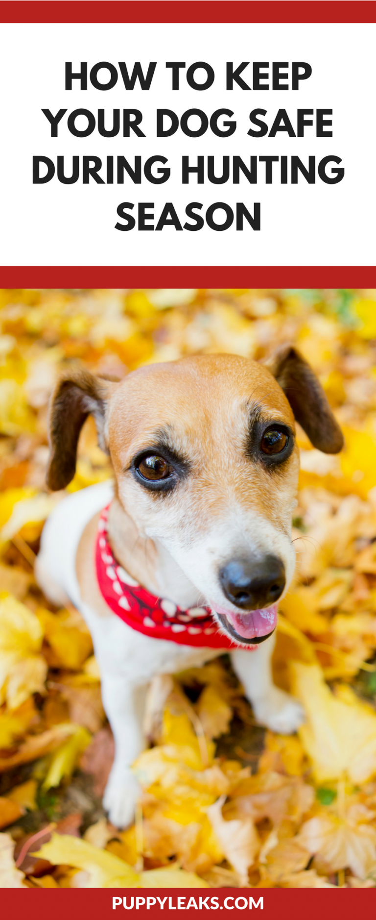 15 Safety Tips For Your Dog During Hunting Season Puppy Leaks 15-safety-tips-for-your-dog-during-hunting-season-puppy-leaks