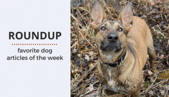 Roundup 84: Favorite Dog Articles, Videos & Deals of the Week - Puppy Leaks
