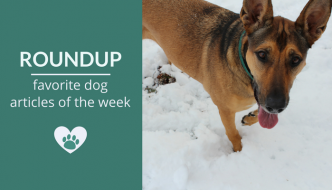 Roundup 85: Favorite Dog Articles, Videos & Deals of the Week - Puppy Leaks