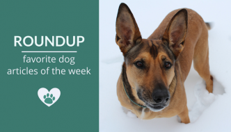 Roundup 88: Favorite Dog Articles, Videos & Deals of the Week - Puppy Leaks