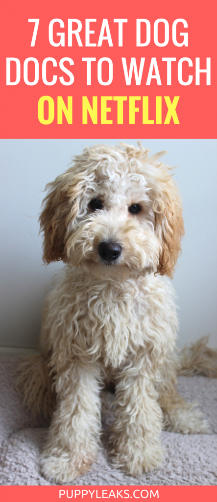 6 Great Dog Documentaries to Watch on Netflix - Puppy Leaks