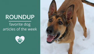 Roundup 92: Favorite Dog Articles, Videos & Deals of the Week - Puppy Leaks