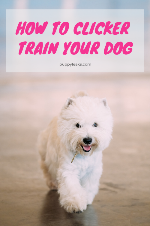 How to Get Started With Clicker Training Your Dog - Puppy Leaks