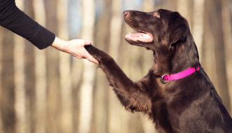 10 Ways to Give Your Dog More Mental Stimulation - Puppy Leaks