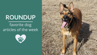Roundup 100: Favorite Dog Articles & Videos of the Week - Puppy Leaks