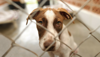 6 Tips For Effective Animal Networking - Puppy Leaks