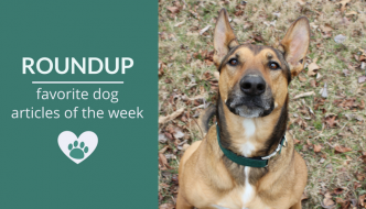 Roundup 105: Favorite Dog Articles & Videos of the Week - Puppy Leaks