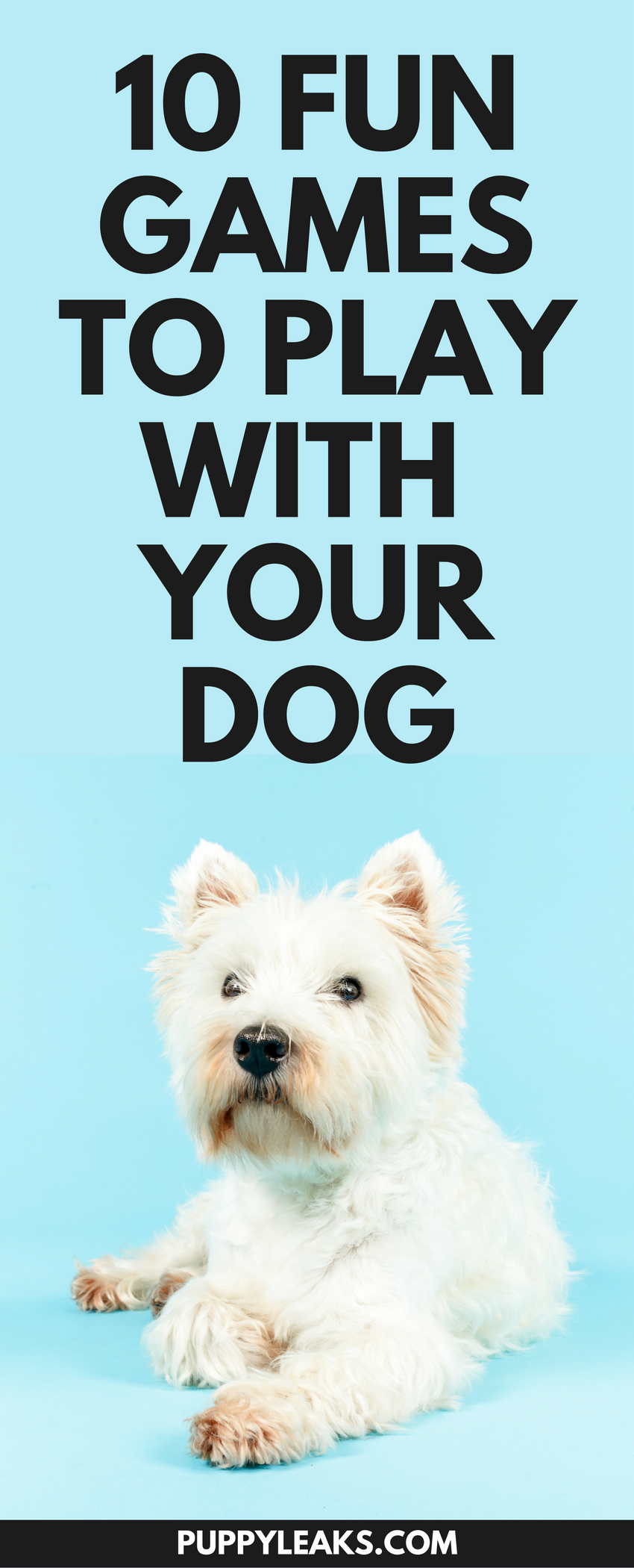 10 Fun Games To Play With Your Dog Puppy Leaks 10 Fun Games To Play With Your Dog Puppy Leaks