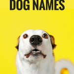 500 Of The Most Popular Dog Names Puppy Leaks