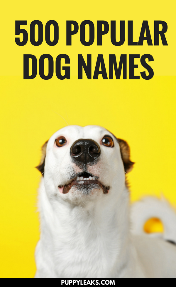 500 Of The Most Popular Dog Names Puppy Leaks