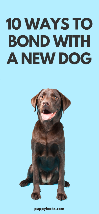 10 Ways to Bond With Your New Dog - Puppy Leaks