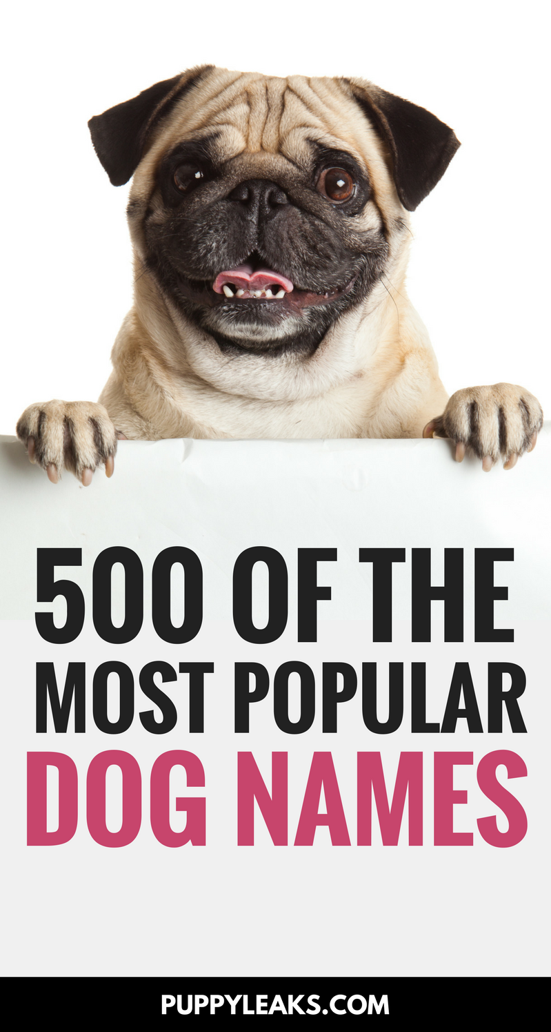 500 Of The Most Popular Dog Names Puppy Leaks 500 Of The Most Popular Dog Names Puppy Leaks