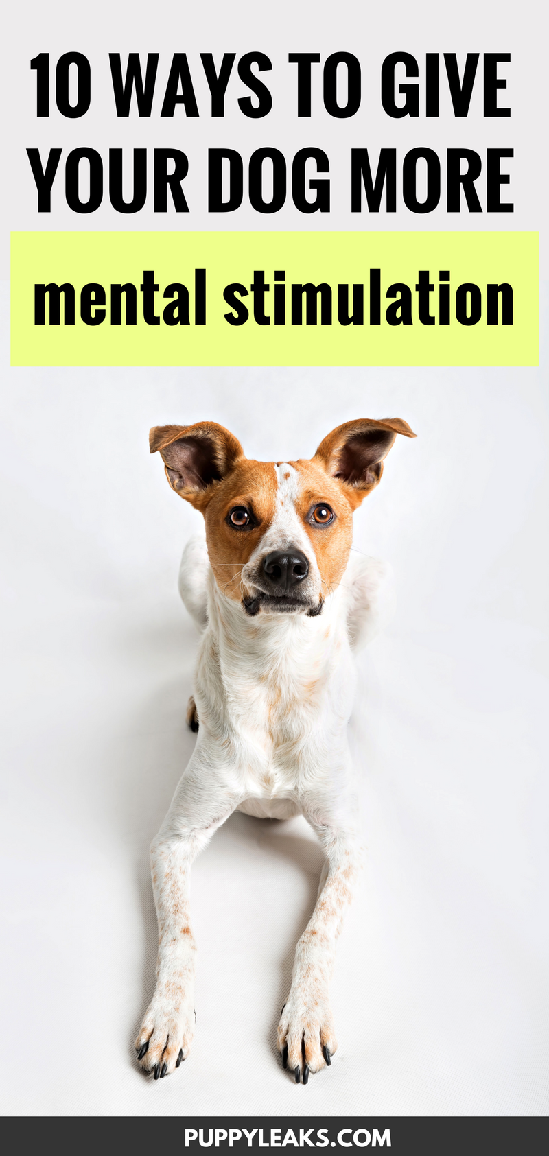 10 Ways To Give Your Dog More Mental Stimulation Puppy Leaks