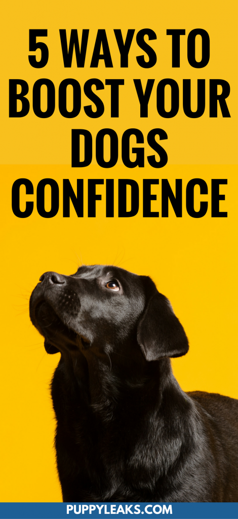 5 Ways to Boost Your Dogs Confidence - Puppy Leaks