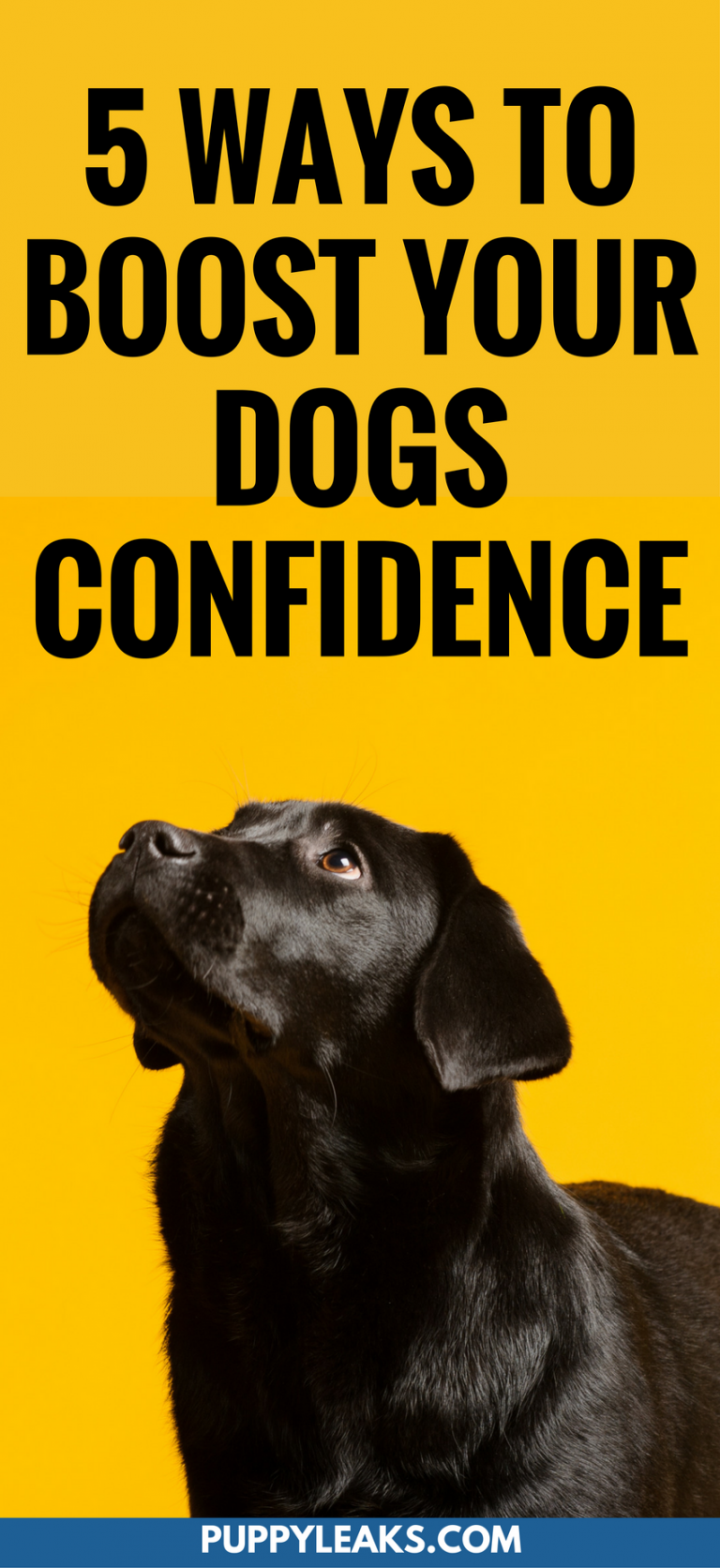 5 Ways to Boost Your Dogs Confidence - Puppy Leaks