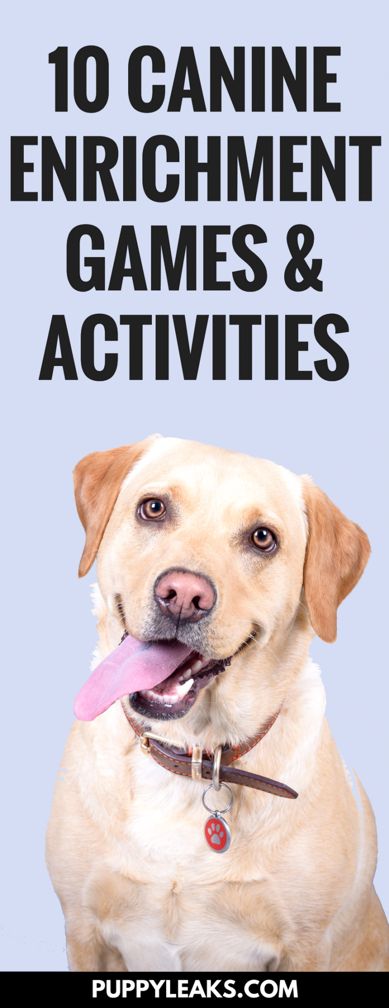 10 Canine Enrichment Games Activities Puppy Leaks