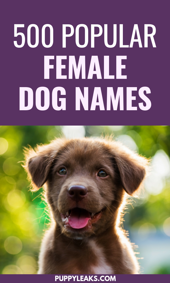 500 Popular Female Dog Names Puppy Leaks 500 Popular Female Dog Names Puppy Leaks