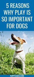 5 Reasons Why Play Is Important For Dogs - Puppy Leaks