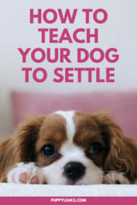 How To Teach Your Dog to Settle Down - Puppy Leaks