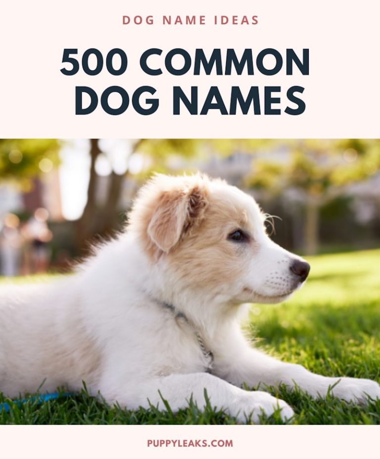 500 Common Dog Names - Puppy Leaks